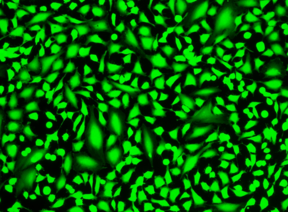 Cell Explorer 