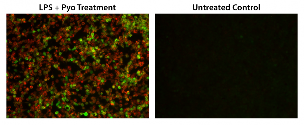 Cell Meter™ Fluorimetric Intracellular Total ROS Activity Assay Kit ...