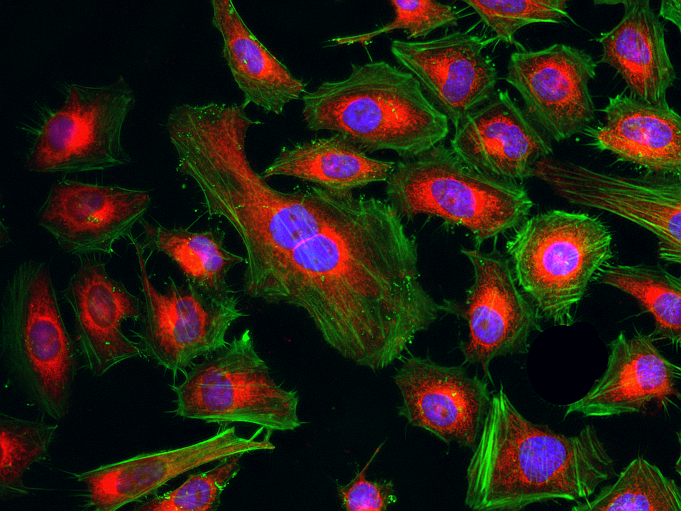 Cell Navigator™ Mitochondrion Staining Kit *Deep Red Fluorescence ...