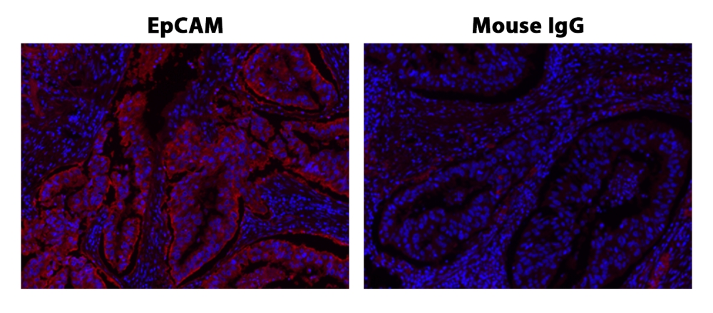 iFluor 514 Styramide *Opal 540 的卓越替代品* | 西安百萤生物科技有限公司