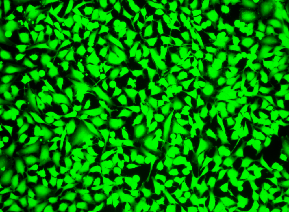 Live or Dead™ Fixable Dead Cell Staining Kit *Green Fluorescence* | AAT ...