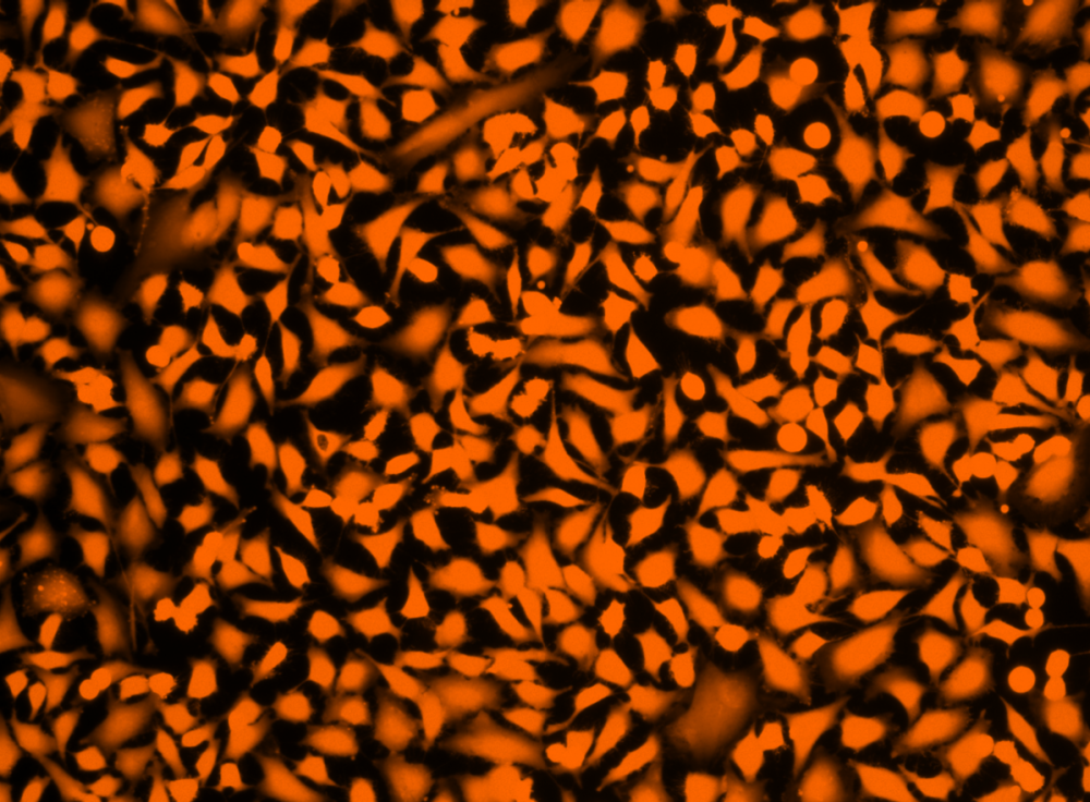 Live or Dead™ Fixable Dead Cell Staining Kit *Orange Fluorescence with ...