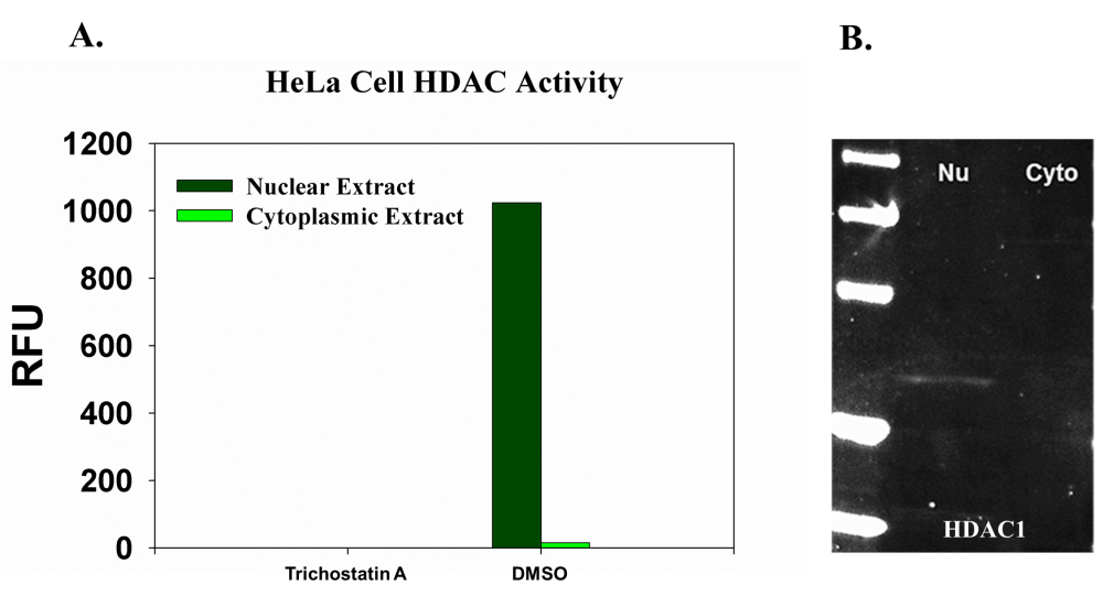 ReadiPrep™ Nuclear/Cytoplasmic Fractionation Kit | AAT Bioquest