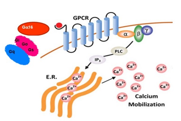 Screen Quest™ Live Cell Chemokine (CC) receptor CCR3 cAMP Assay Service ...