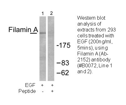 Filamin A (Ab-2152) Antibody | AAT Bioquest