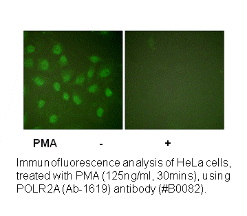 POLR2A (Ab-1619) Antibody | AAT Bioquest