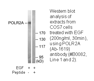 POLR2A (Ab-1619) Antibody | AAT Bioquest