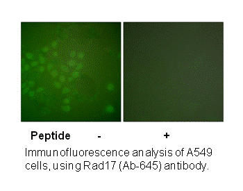 RAD17 (Ab-645) Antibody | AAT Bioquest