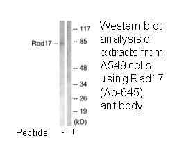 RAD17 (Ab-645) Antibody | AAT Bioquest