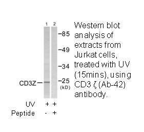 CD3 ζ (Ab-42) Antibody | AAT Bioquest