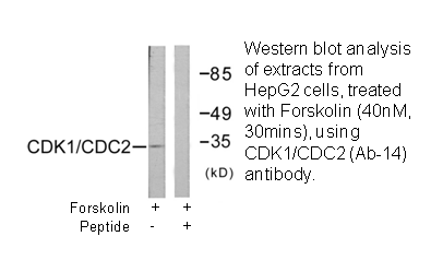 CDK1/CDC2 (Ab-14) Antibody | AAT Bioquest