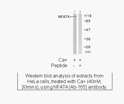 NFAT4 (Ab-165) Antibody | AAT Bioquest