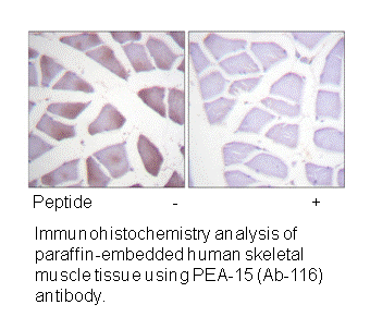 PEA-15 (Ab-116) Antibody | AAT Bioquest