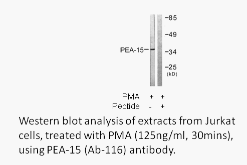 PEA-15 (Ab-116) Antibody | AAT Bioquest