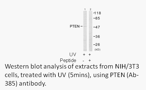 PTEN (Ab-385) Antibody | AAT Bioquest