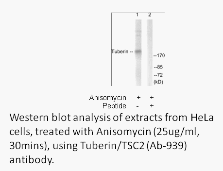 Tuberin/TSC2 (Ab-939) Antibody | AAT Bioquest