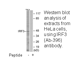 IRF3 (Ab-396) Antibody | AAT Bioquest