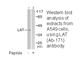 LAT (Ab-171) Antibody | AAT Bioquest
