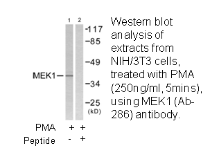 MEK1 (Ab-286) Antibody | AAT Bioquest