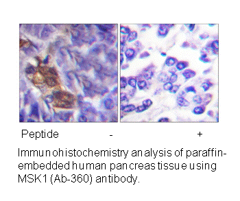 MSK1 (Ab-360) Antibody | AAT Bioquest