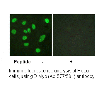 B-Myb (Ab-577/581) Antibody | AAT Bioquest