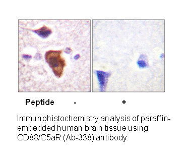 CD88/C5aR (Ab-338) Antibody | AAT Bioquest