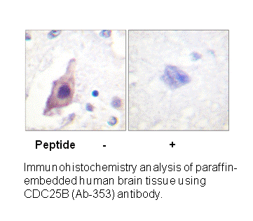 CDC25B (Ab-353) Antibody | AAT Bioquest