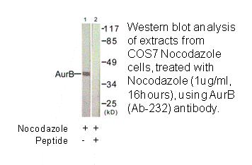 AurB (Ab-232) Antibody | AAT Bioquest