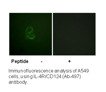 IL-4R/CD124 (Ab-497) Antibody | AAT Bioquest