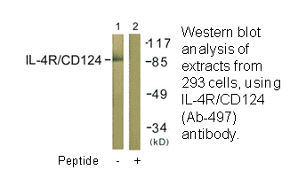IL-4R/CD124 (Ab-497) Antibody | AAT Bioquest