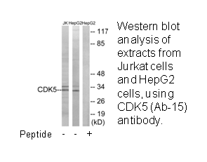 CDK5 (Ab-15) Antibody | AAT Bioquest