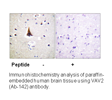 VAV2 (Ab-142) Antibody | AAT Bioquest