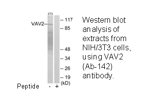 VAV2 (Ab-142) Antibody | AAT Bioquest