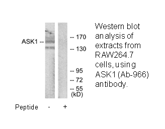 ASK1 (Ab-966) Antibody | AAT Bioquest