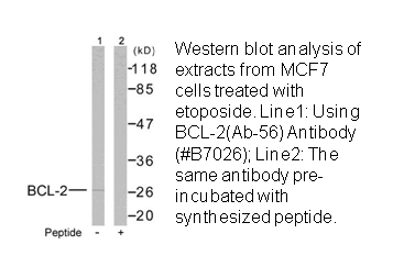 BCL-2 (Ab-56) Antibody | AAT Bioquest