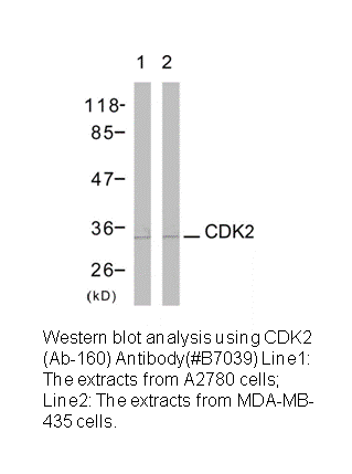 CDK2 (Ab-160) Antibody | AAT Bioquest