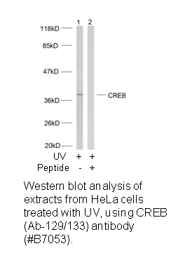 CREB (Ab-133) Antibody | AAT Bioquest