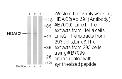 HDAC2 (Ab-394) Antibody | AAT Bioquest