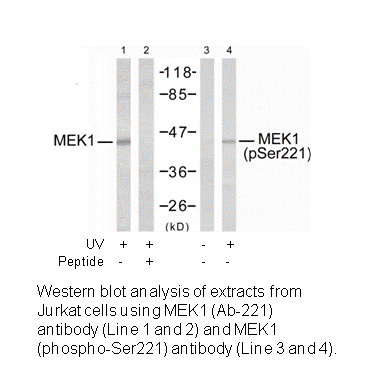 MEK1/2 (Ab-221) Antibody | AAT Bioquest