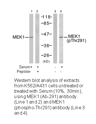 MEK1 (Ab-291) Antibody | AAT Bioquest
