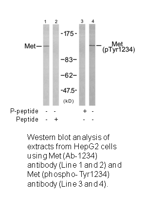 Met (Ab-1234) Antibody | AAT Bioquest