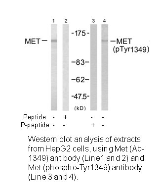Met (Ab-1349) Antibody | AAT Bioquest