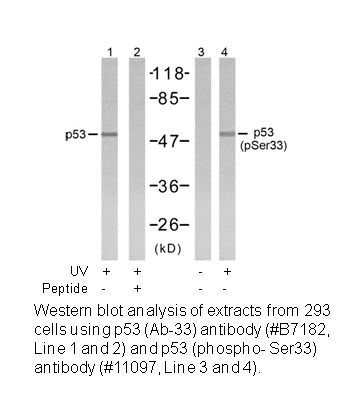 p53 (Ab-33) Antibody | AAT Bioquest