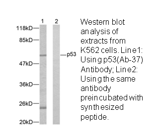 p53 (Ab-37) Antibody | AAT Bioquest