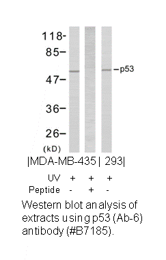 p53 (Ab-6) Antibody | AAT Bioquest