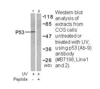 p53 (Ab-9) Antibody | AAT Bioquest