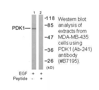 PDK1 (Ab-241) Antibody | AAT Bioquest