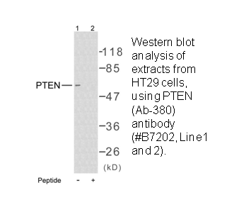 PTEN (Ab-380) Antibody | AAT Bioquest