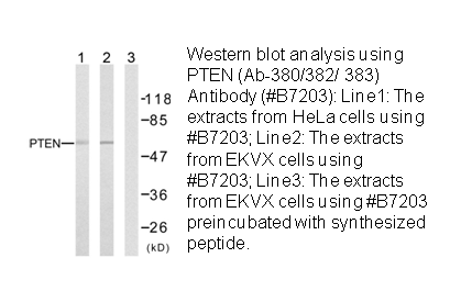 PTEN (Ab-380/382/383) Antibody | AAT Bioquest