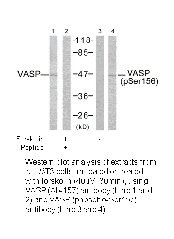 VASP (Ab-156) Antibody | AAT Bioquest